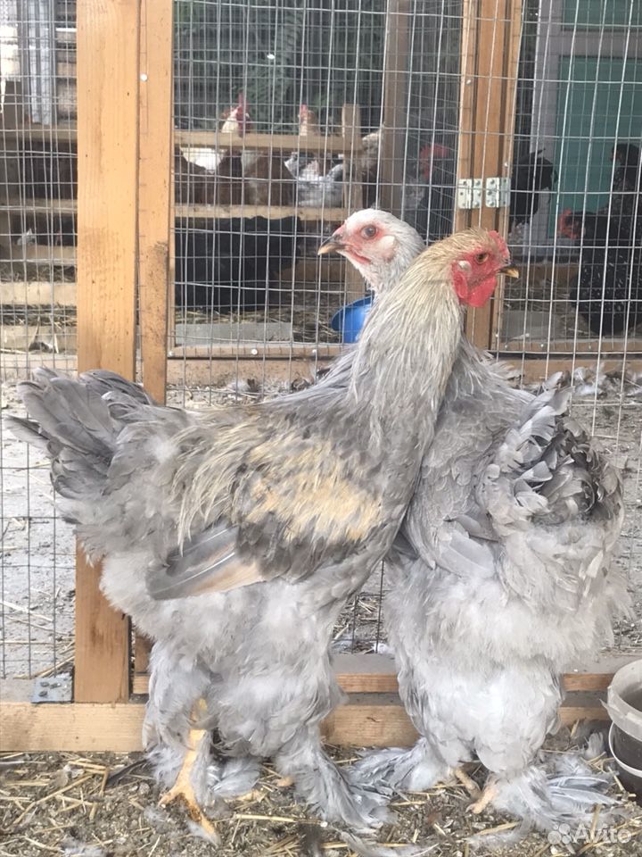 Брама Изабель