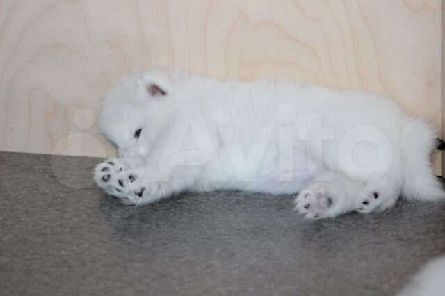 Очень эффектные белоснежные самоедики