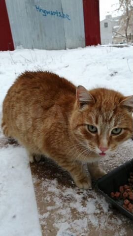 Коты отличные ребята