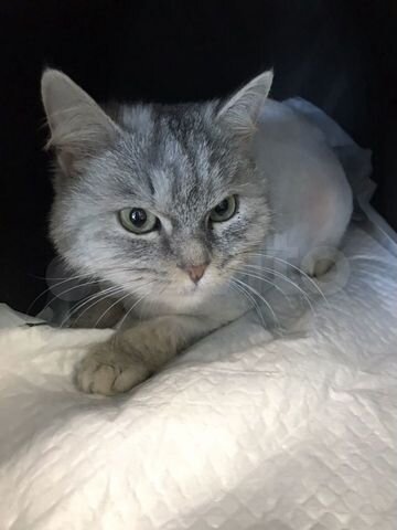 Кошка бесплатно