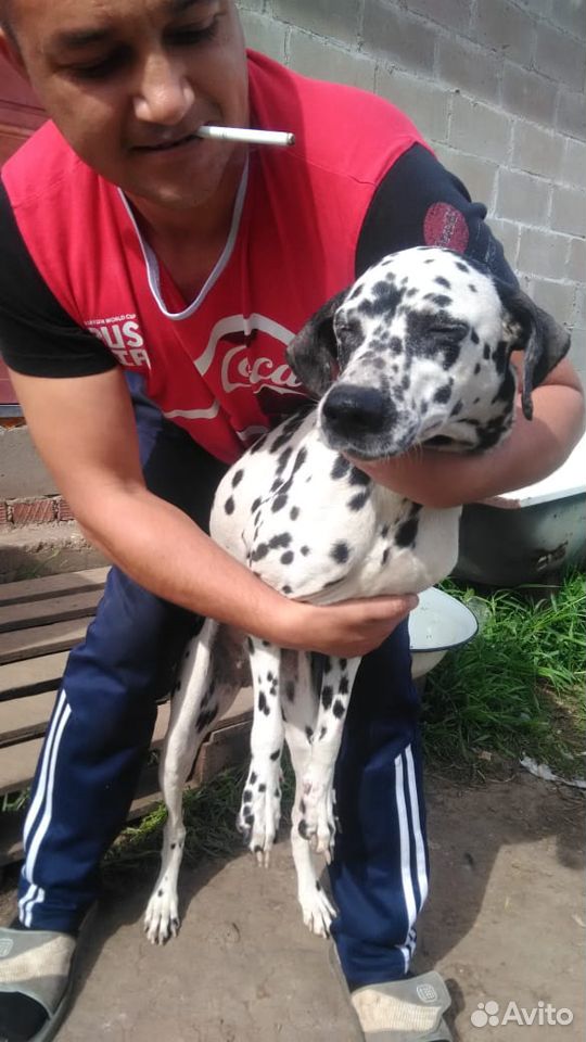 Далматин девочка 3 года в добрые руки