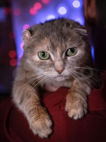 Кошка Добби ищет хозяина. В хорошие руки