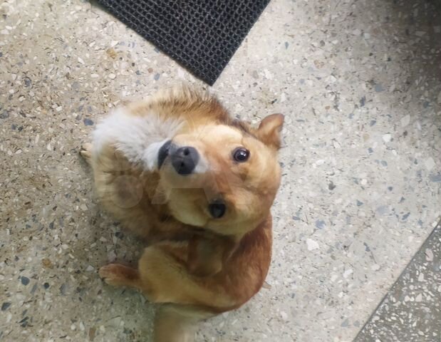 Клевая собака