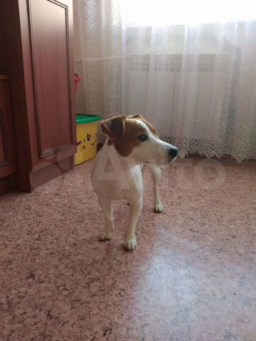 Джек Рассел терьер Вязка