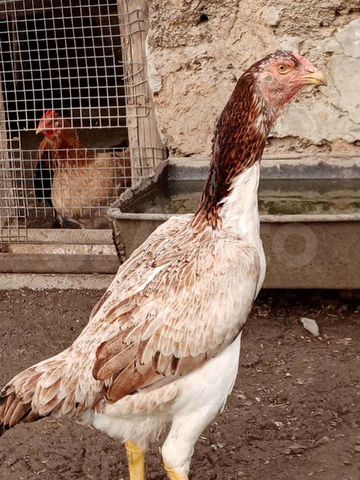 Бойцовые куры породы турецкий хинт и продам петуха