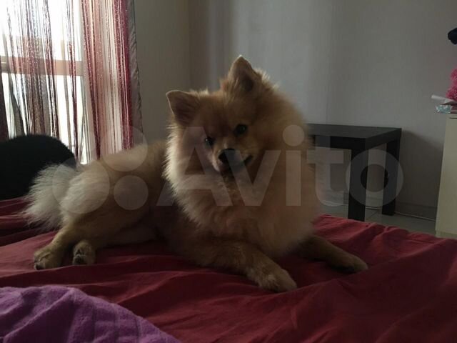 Немецкий шпиц вязка