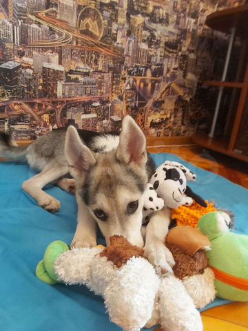 Щенок подросток ищет дом