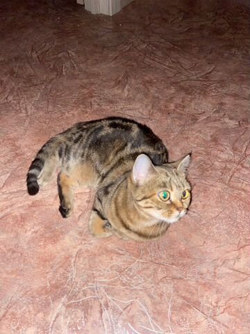 Ищем шотландского жениха на вязку