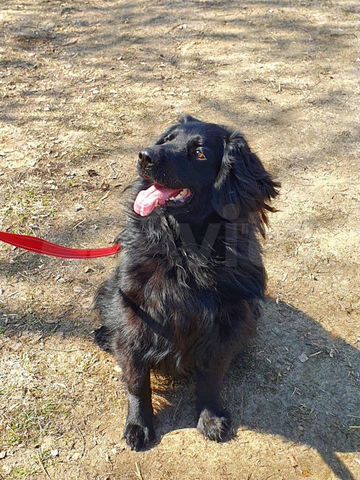 Почти спаниэль - красавчик уголек Ракета