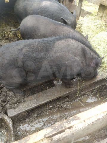 Хряк, свиноматки, продаю или обменяю