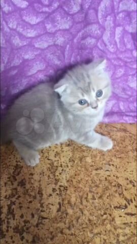 Вислоухий шотландский котёнок -Мальчик (мраморный)