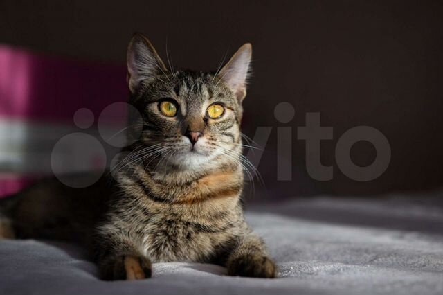 Котенок девочка 11 месяцев