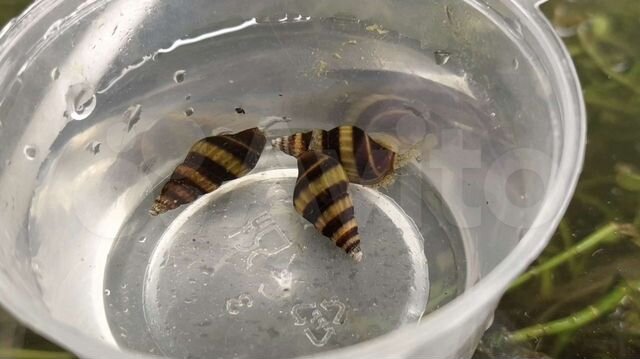 Улитка Хелена ("улиткоед")