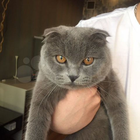 Шотландская