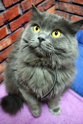 Кошка Зефирка британская длинношерстная 1,5 года