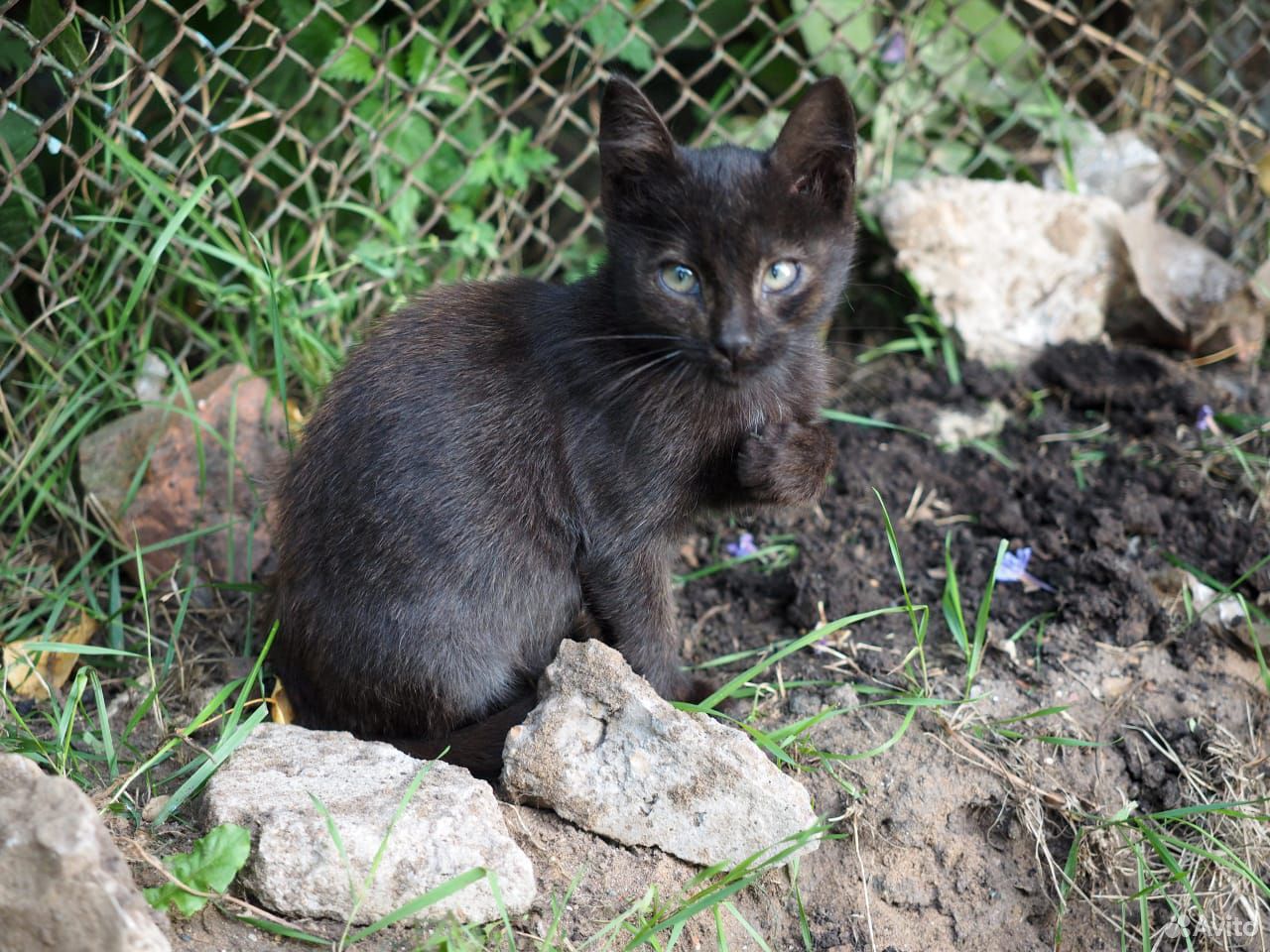 Мурлыка - котик