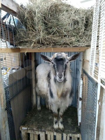 Услуги козла для ваших козочек(случка)