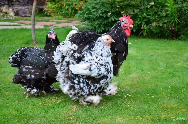 С/х животные