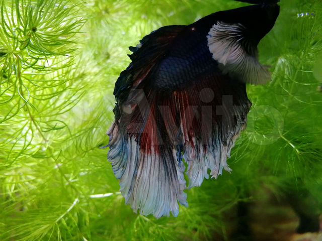 Петушок Дамбо