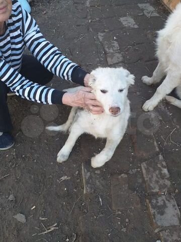 Щенок для охраны