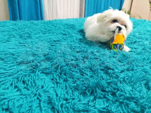Щенки мальтезе