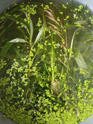 Аквариумные рыбки и растения