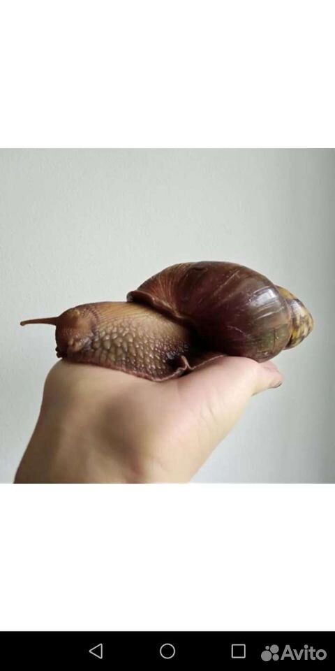 Улитки - Ахатины