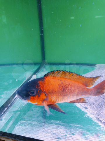 Танганьика, Трофеусы, Петрохромисы