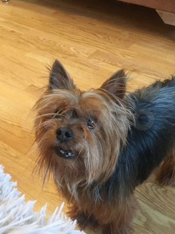 Найдена собака Йоркширский терьер