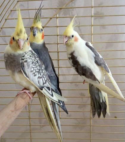 Кареллы большой выбор