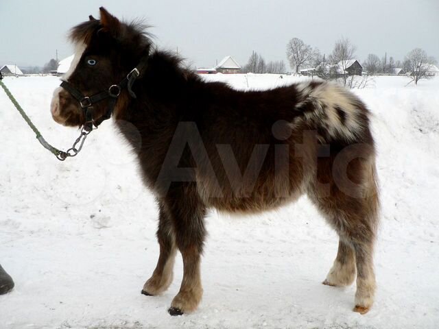 Пони-класс, пони
