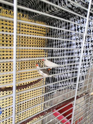 Зебровые амадины