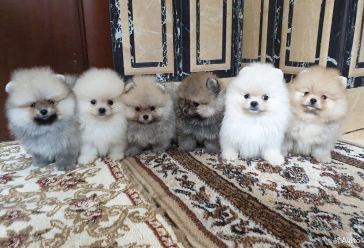 Шпицы резерв