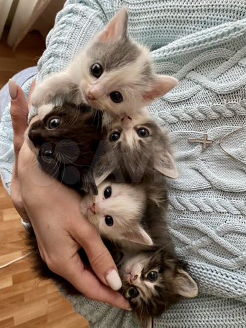 Милые малыши ищут дом