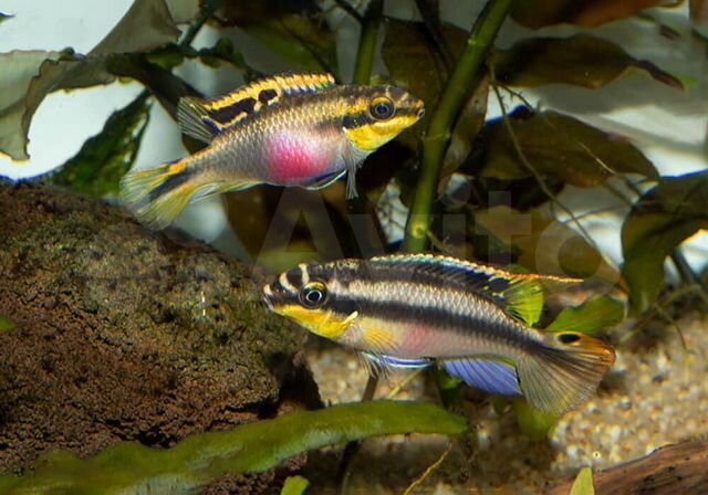 Пельвикахромисы(попугайчики)
