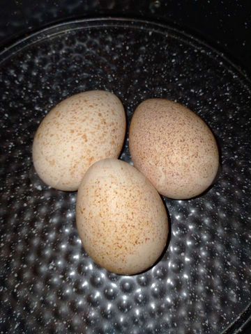 Инкубационные яйца и индюшата бронзовых индюков