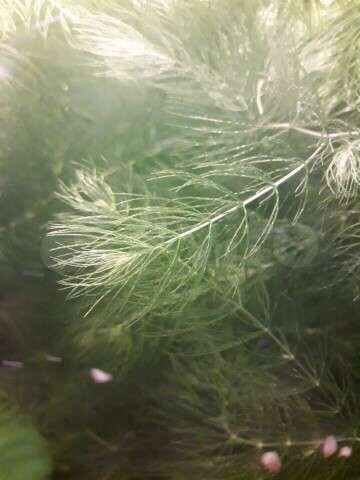 Водоросли роголистник