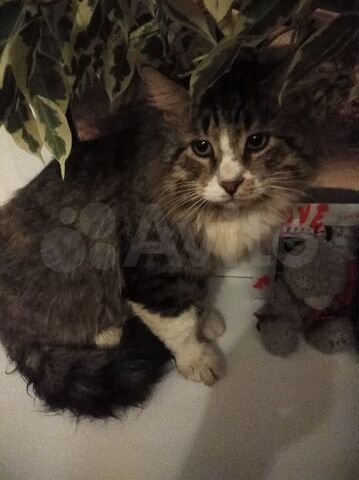 Кот - Сибиряк