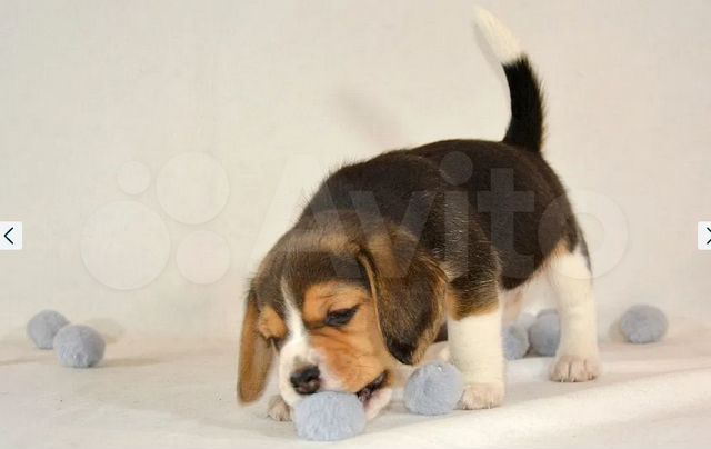 Щеночки Бигля