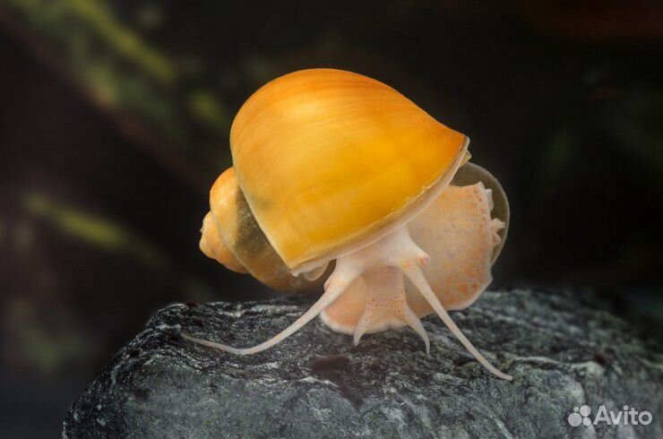 Маленькие ампулярии