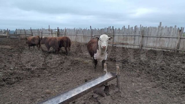 Бычки Осеменаторы