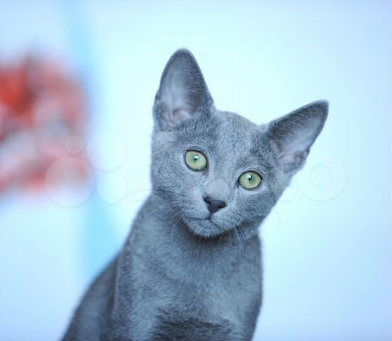 Котёнок русской голубой с документами
