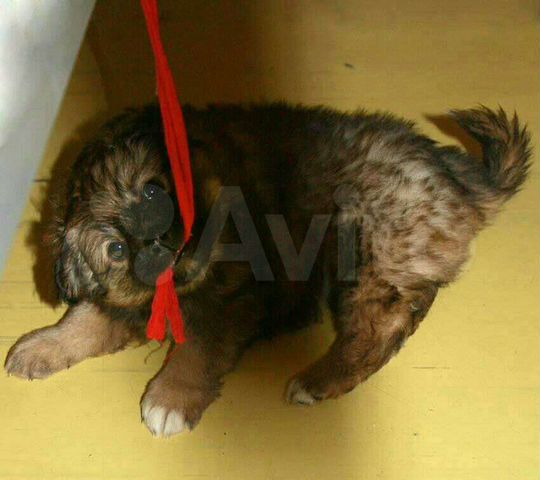 Собаки бесплатно