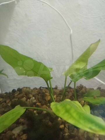 Аквариумные рыбки и растения Черепаха