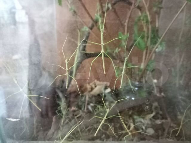 Анамские палочники