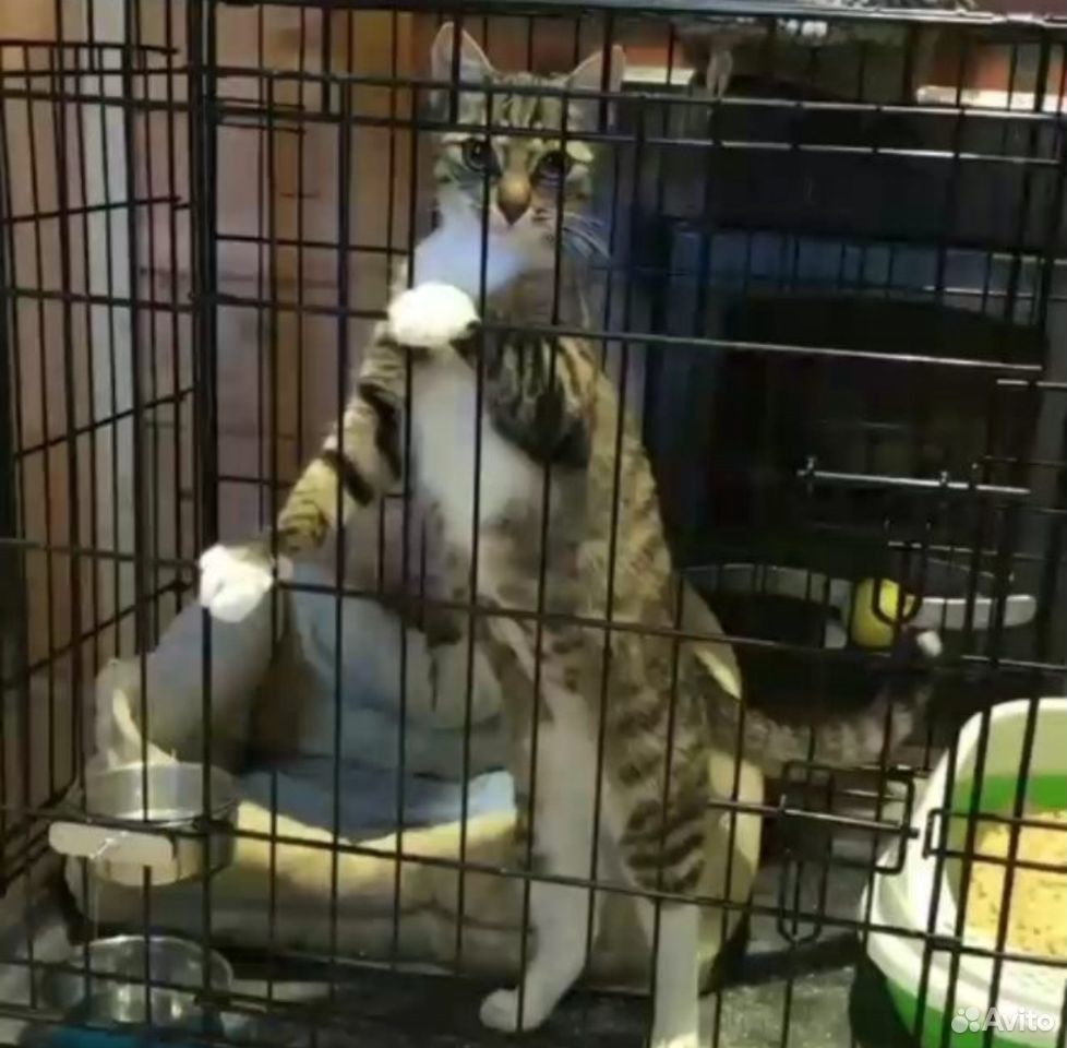 Кошка котенок 6 месяцев