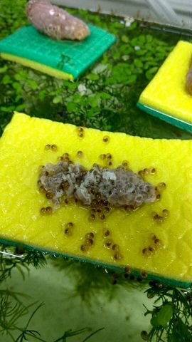 Икра улиток ампулярий