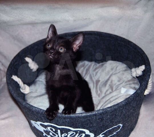 Бомбейские котята