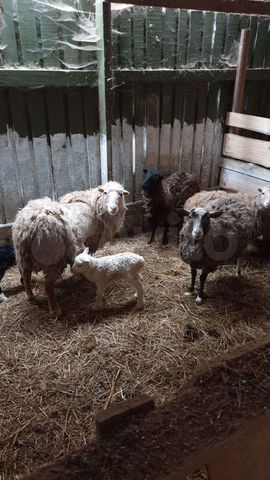 Овцы бараны романовские