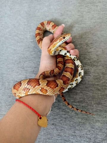 Маисовый полоз